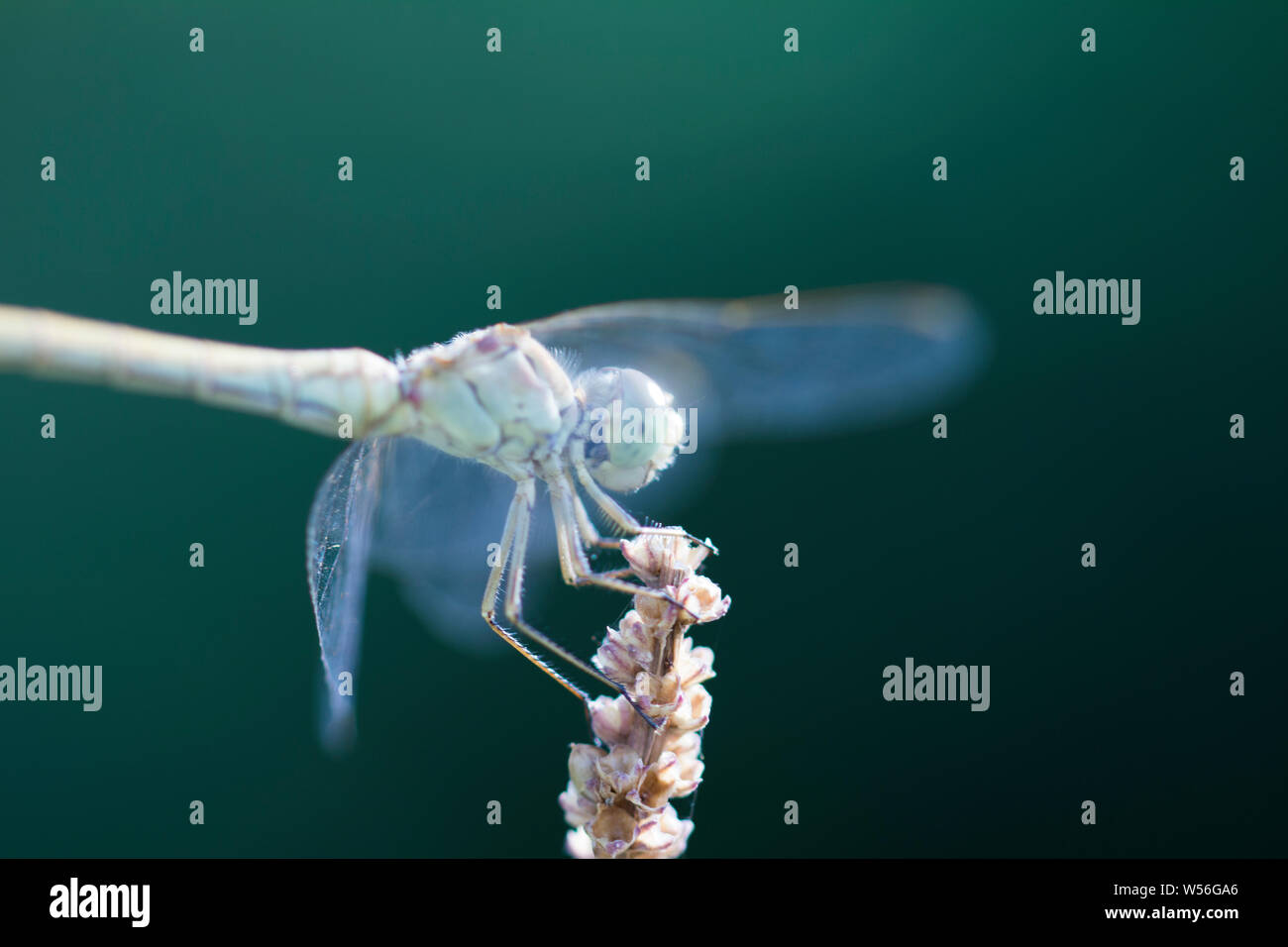 Dragonfly in the nature. Beautiful vintage nature scene with dragonfly ...