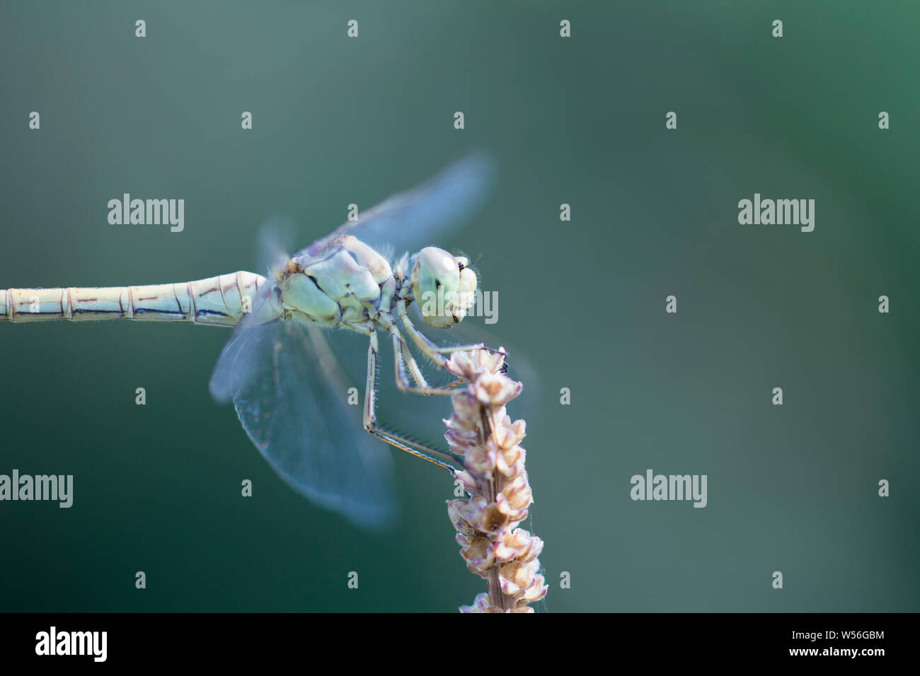 Dragonfly in the nature. Beautiful vintage nature scene with dragonfly ...