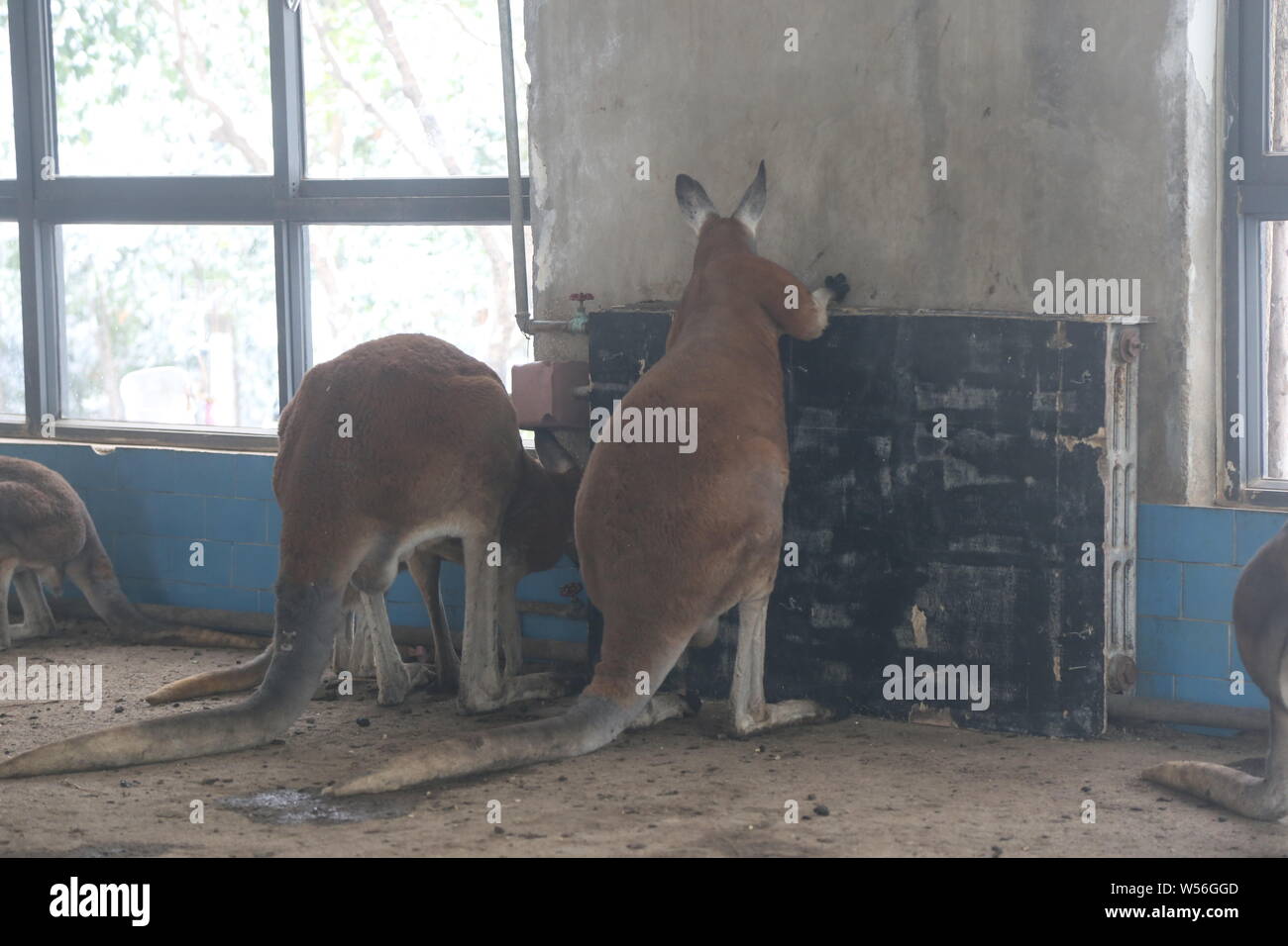 Red Kangaroos escape the cold by lying on a heating radiator at the ...