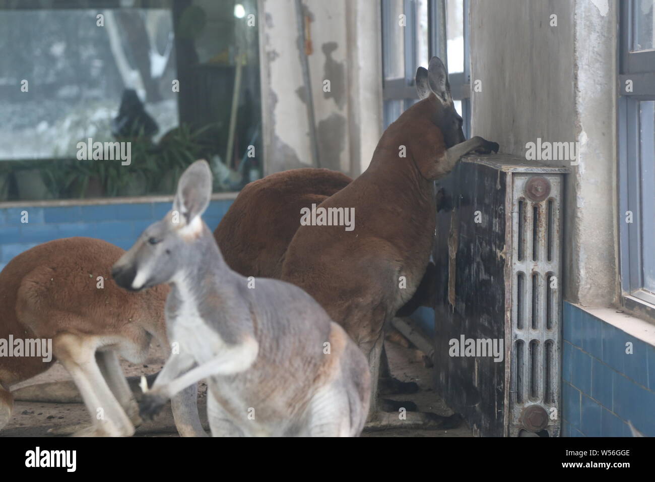 Red Kangaroos escape the cold by lying on a heating radiator at the ...