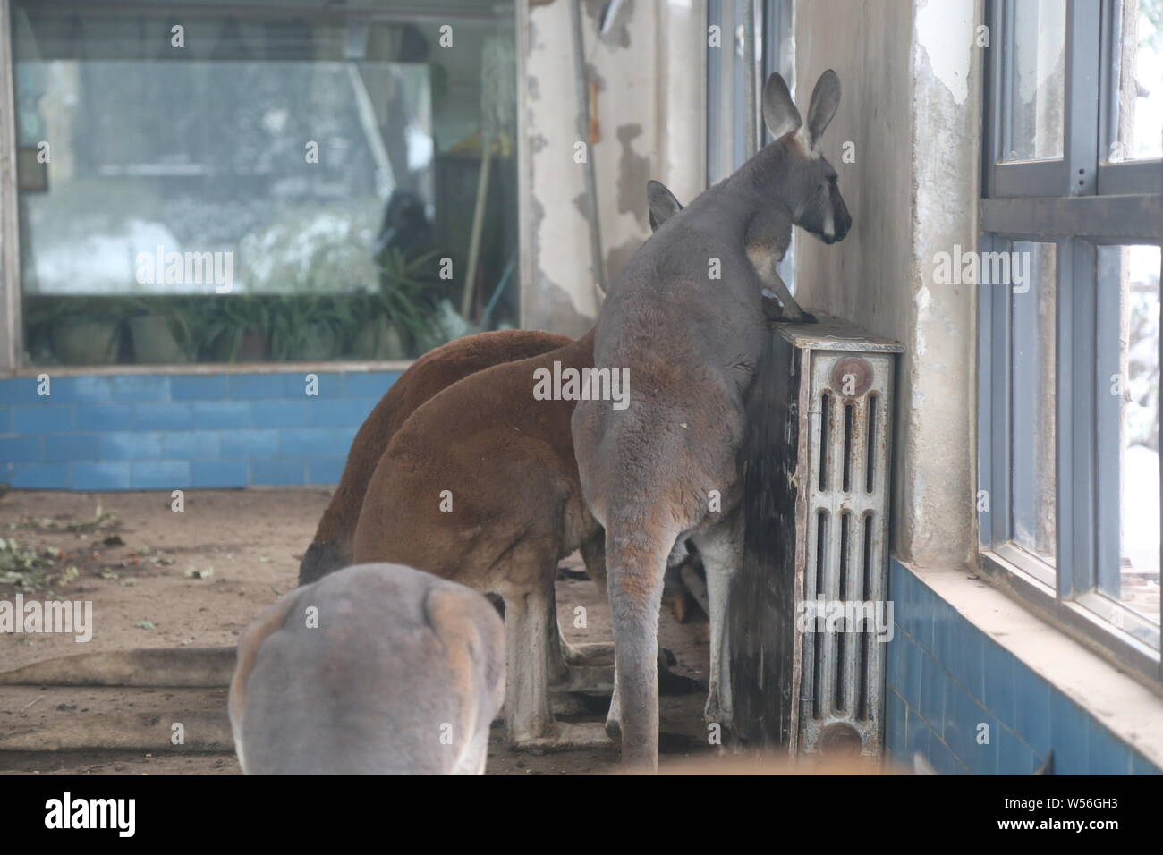 Red Kangaroos escape the cold by lying on a heating radiator at the ...