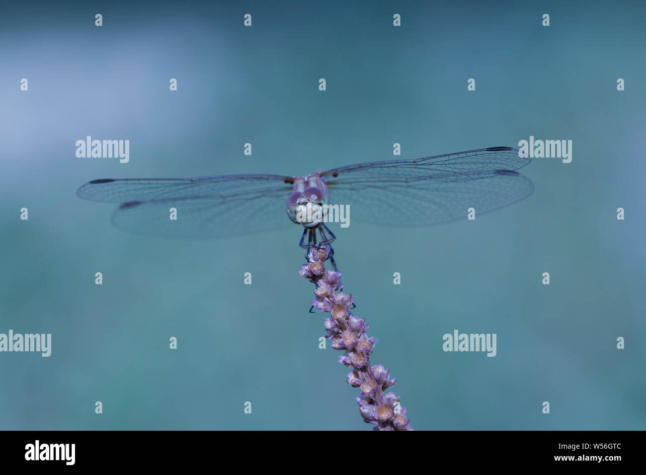 Dragonfly in the nature. Beautiful vintage nature scene with dragonfly ...