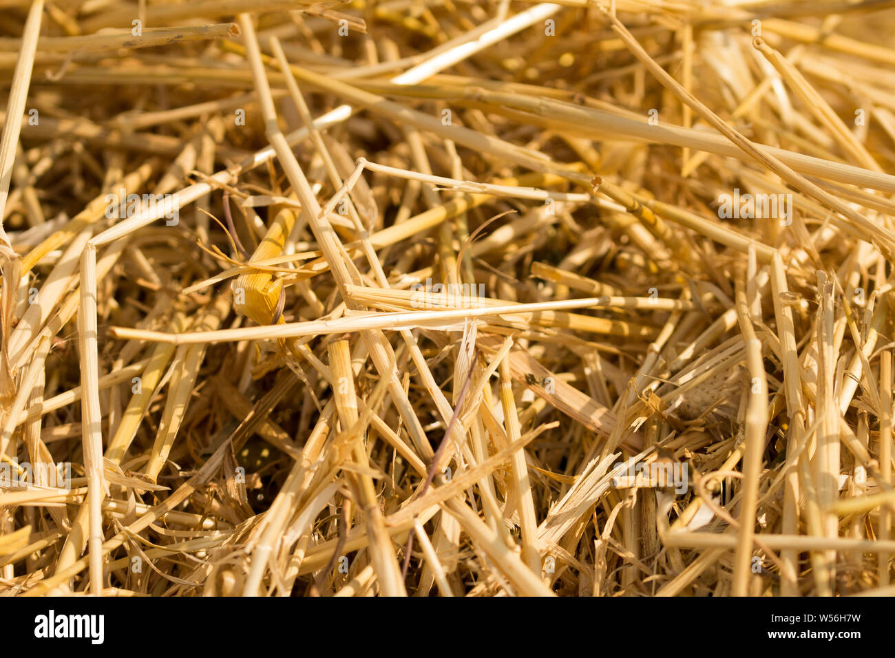 Surface of dry yellow straw grass background texture after havest for ...