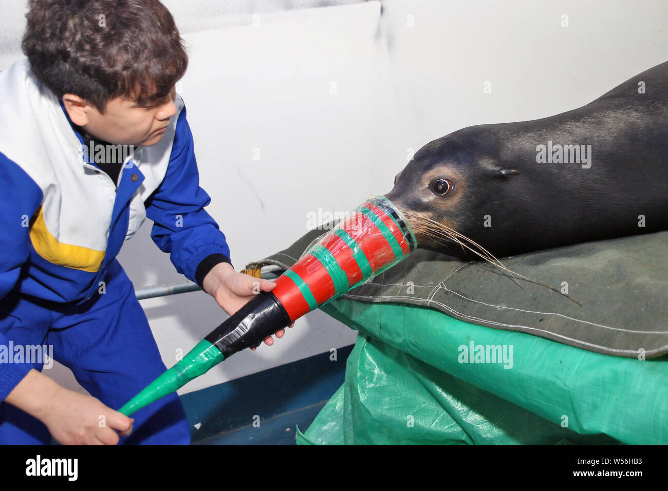 --FILE--A sea lion is under medical examination at the Yantai Haichang ...
