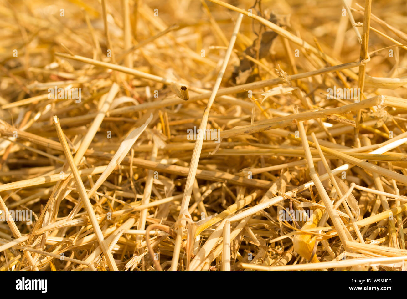 Surface of dry yellow straw grass background texture after havest for ...