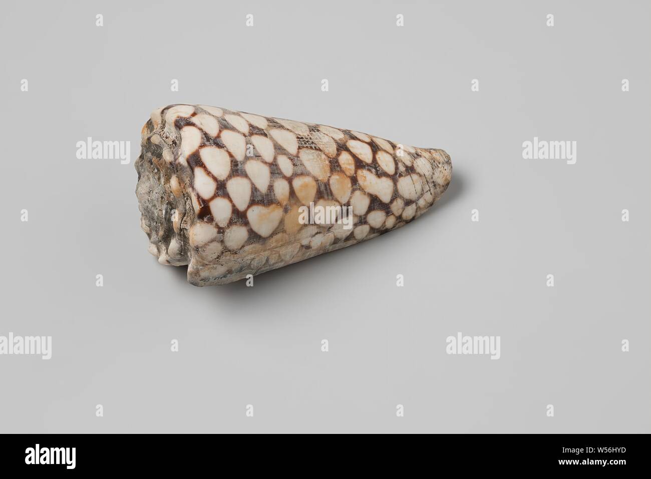 Conus shell hi-res stock photography and images - Alamy