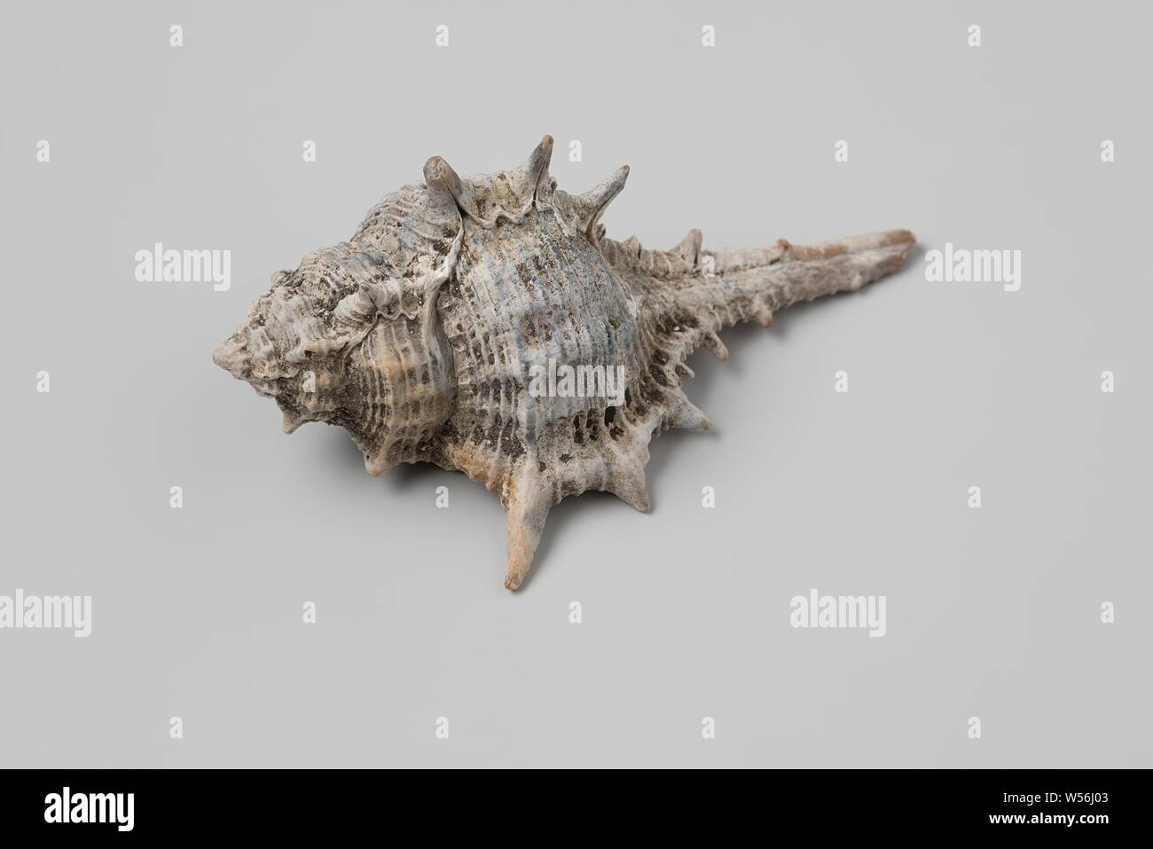 Murex ternispina hi-res stock photography and images - Alamy