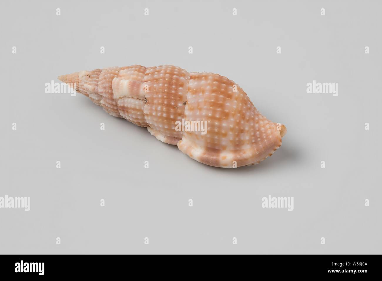 Colubraria hi-res stock photography and images - Alamy