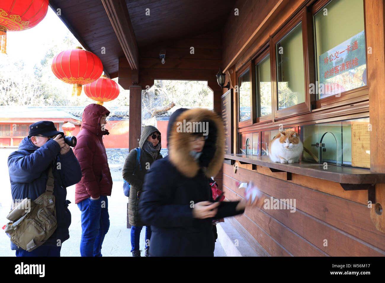 A stray cat is pictured at the ticket office in the Wofo Temple of ...