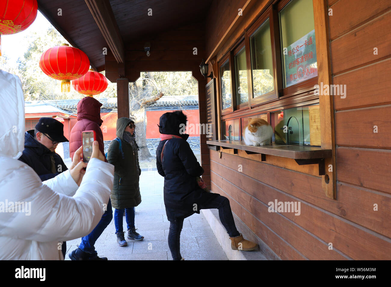 A stray cat is pictured at the ticket office in the Wofo Temple of ...