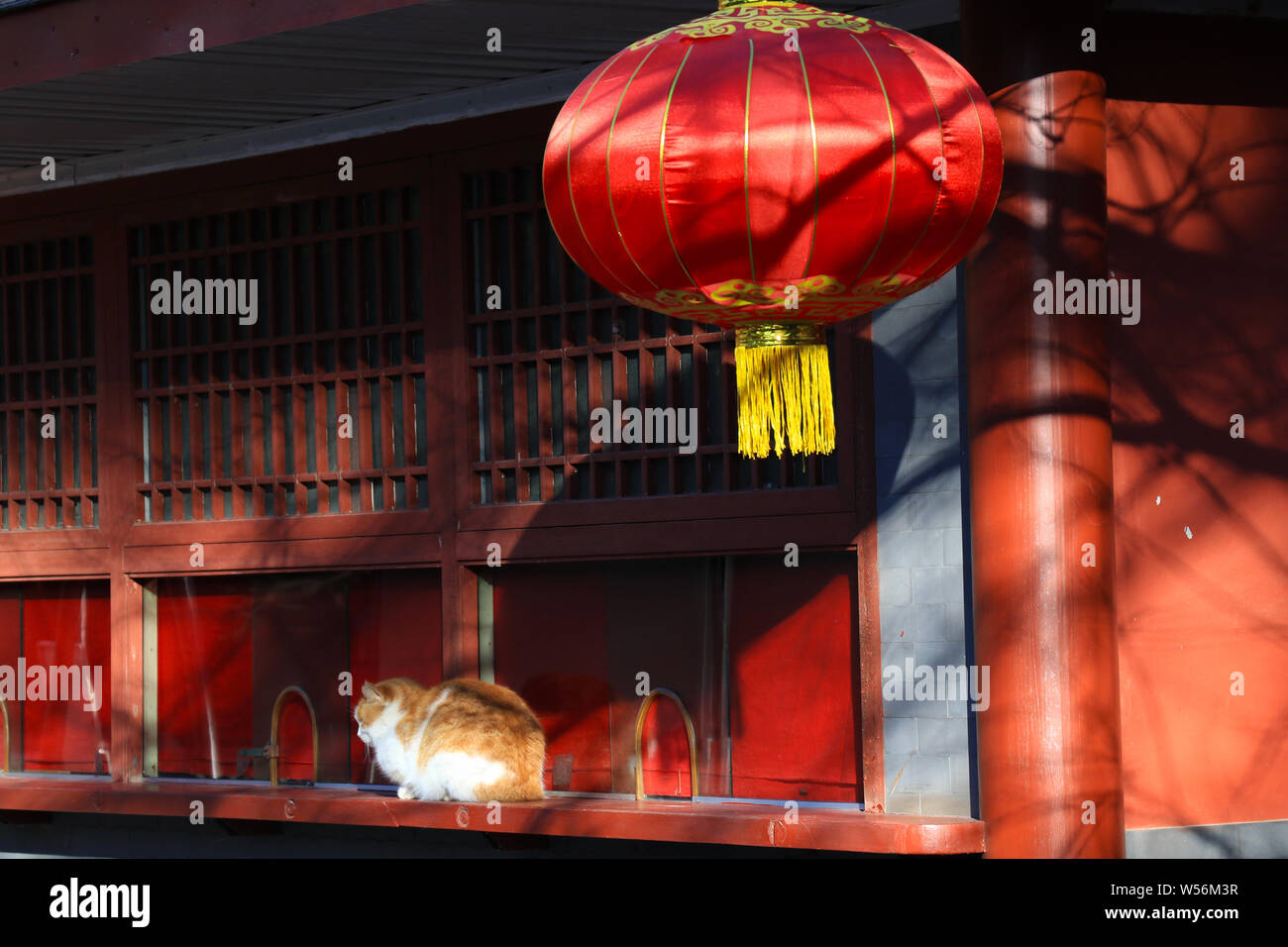 A stray cat is pictured at the ticket office in the Wofo Temple of ...