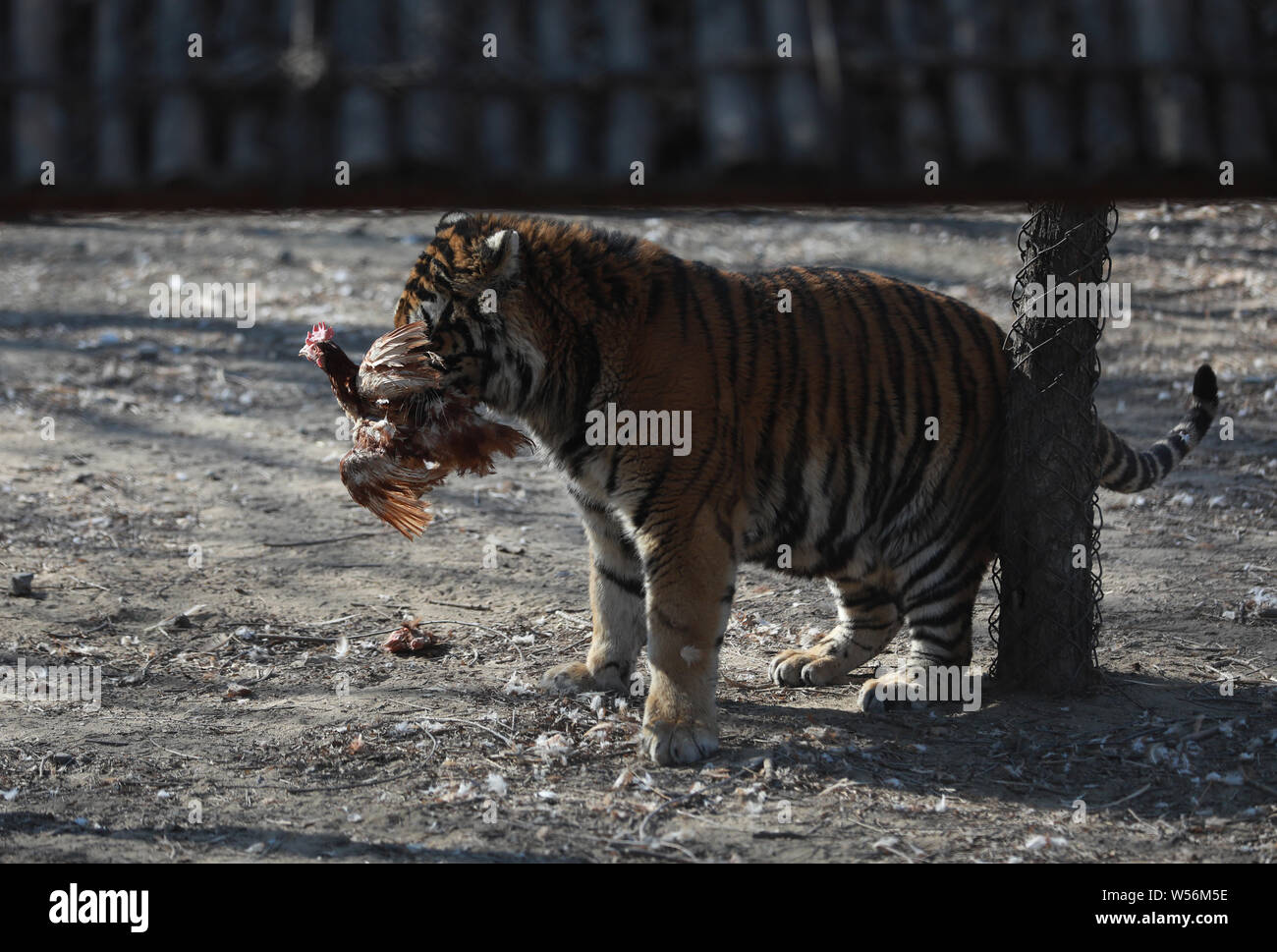 A Siberian tiger is too overweight to hunt and catch its prey at the ...