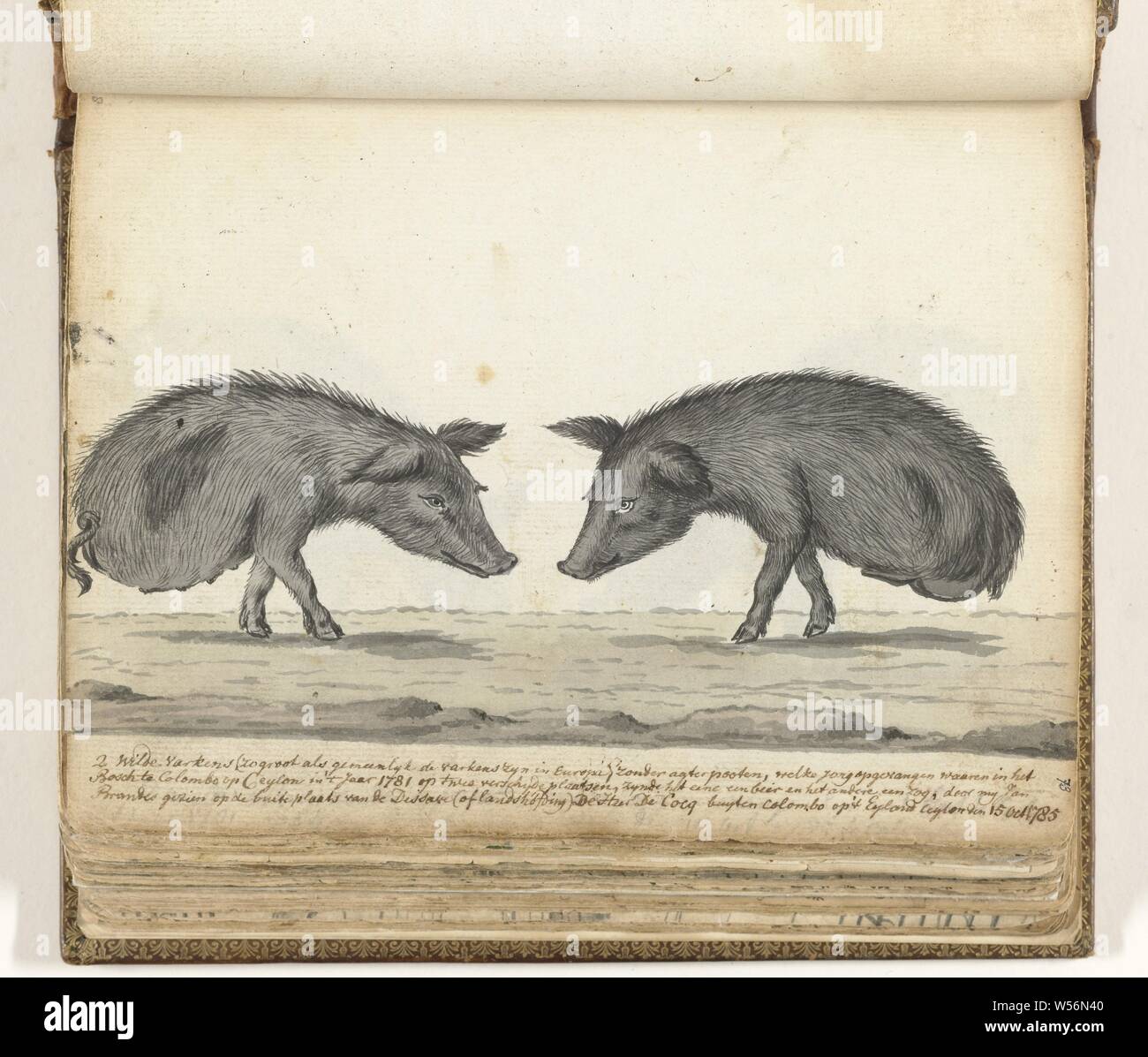 Pigs without hind legs, Coloring drawing of two pigs without hind legs ...