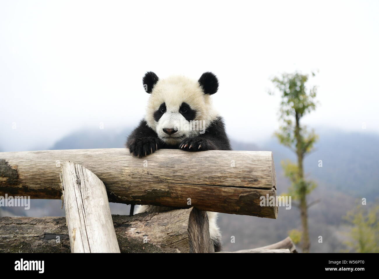 A giant panda cub born in 2018 plays during an event to pay a New Year ...