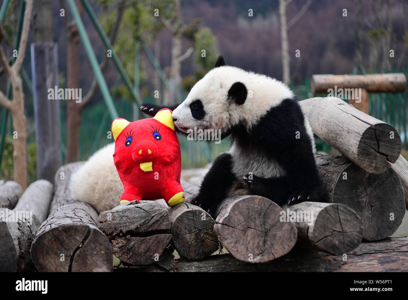 A giant panda cub born in 2018 plays during an event to pay a New Year ...