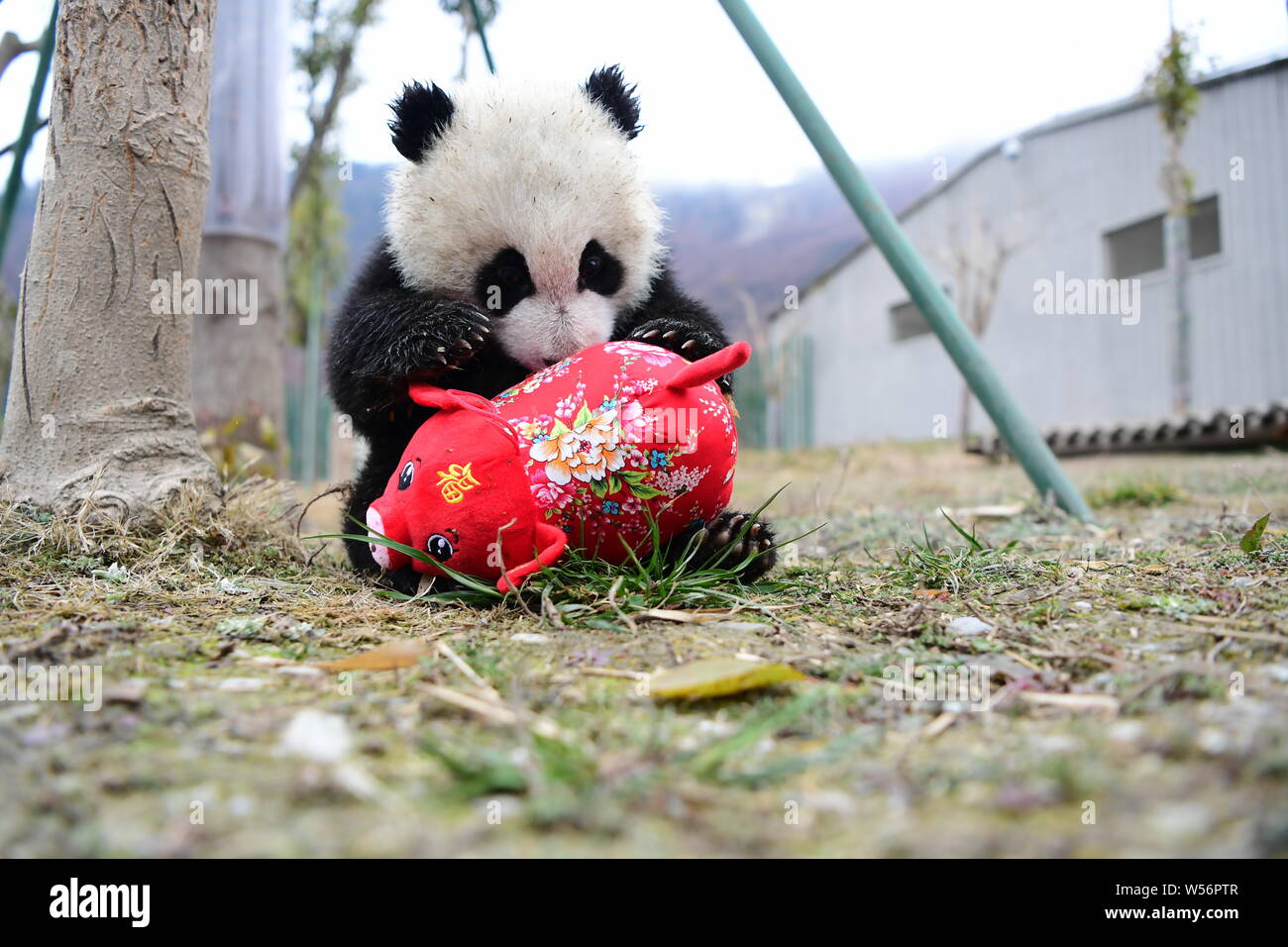 A giant panda cub born in 2018 plays during an event to pay a New Year ...