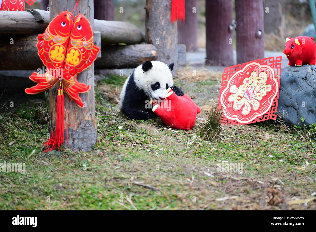 A giant panda cub born in 2018 plays during an event to pay a New Year ...