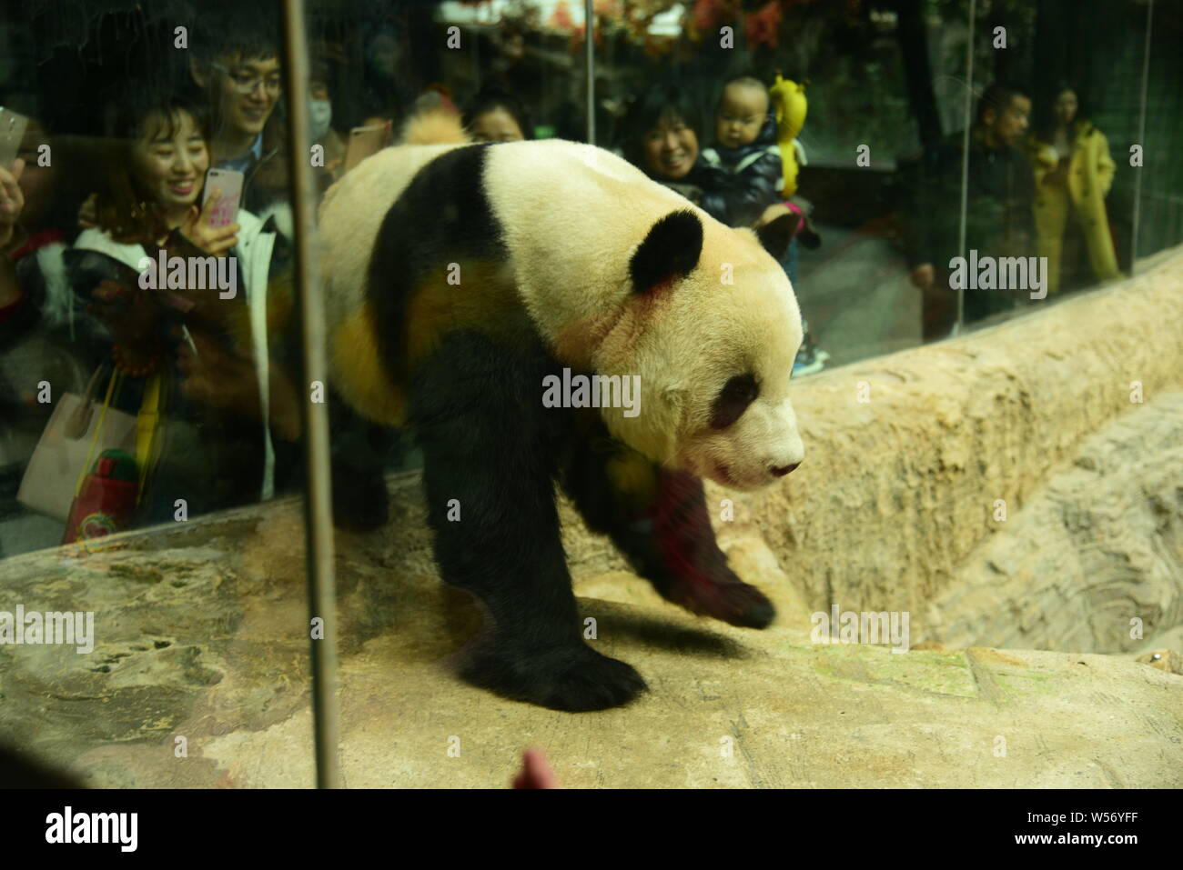 Visitors are amused as a giant panda stands upside-down to pee to stake ...