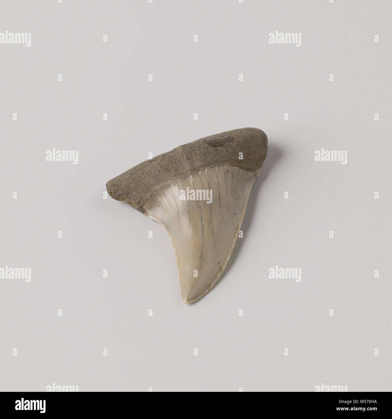 Fish jaw fossil hi-res stock photography and images - Alamy