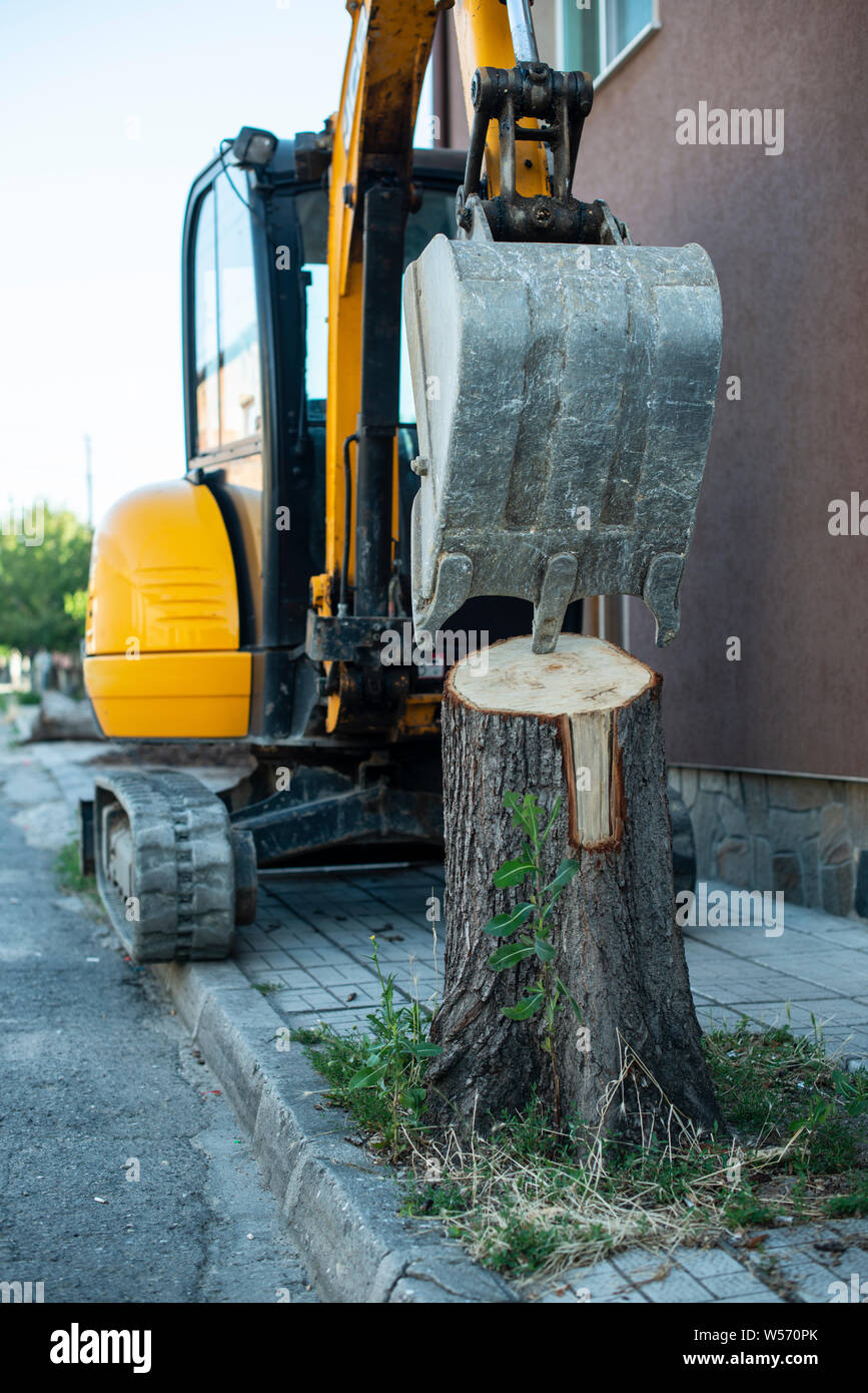 Excavator rooting a tree on the street. Safe nature and construction ...