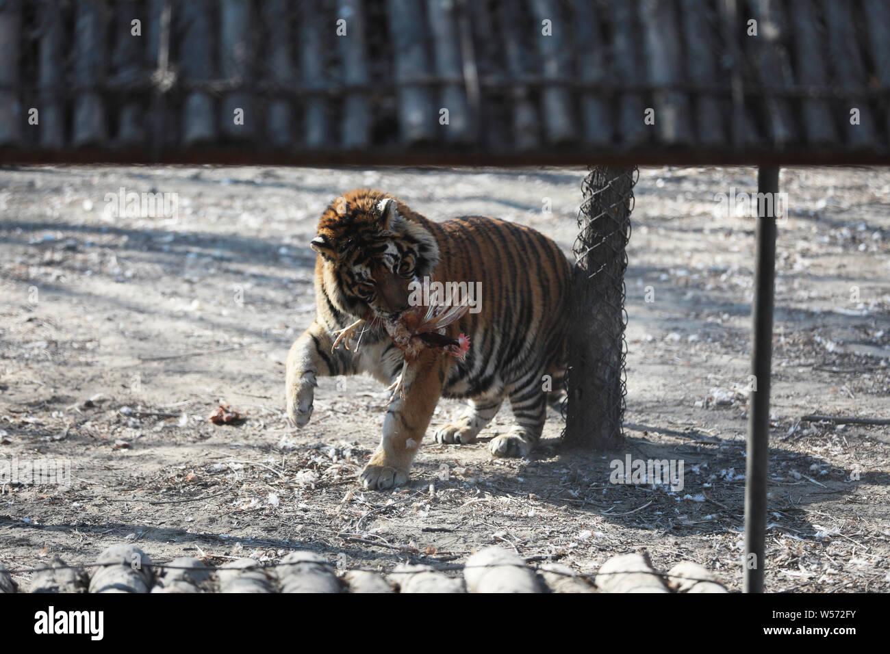 A Siberian tiger is too overweight to hunt and catch its prey at the ...