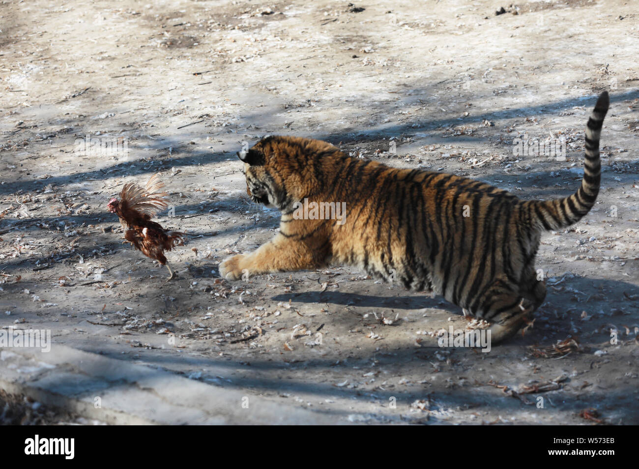 A Siberian tiger is too overweight to hunt and catch its prey at the ...