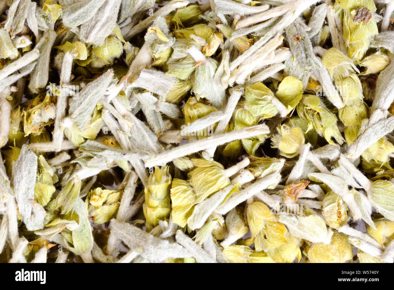 Green Lemongrass or citronella grass leaf. Studio shot isolated on ...