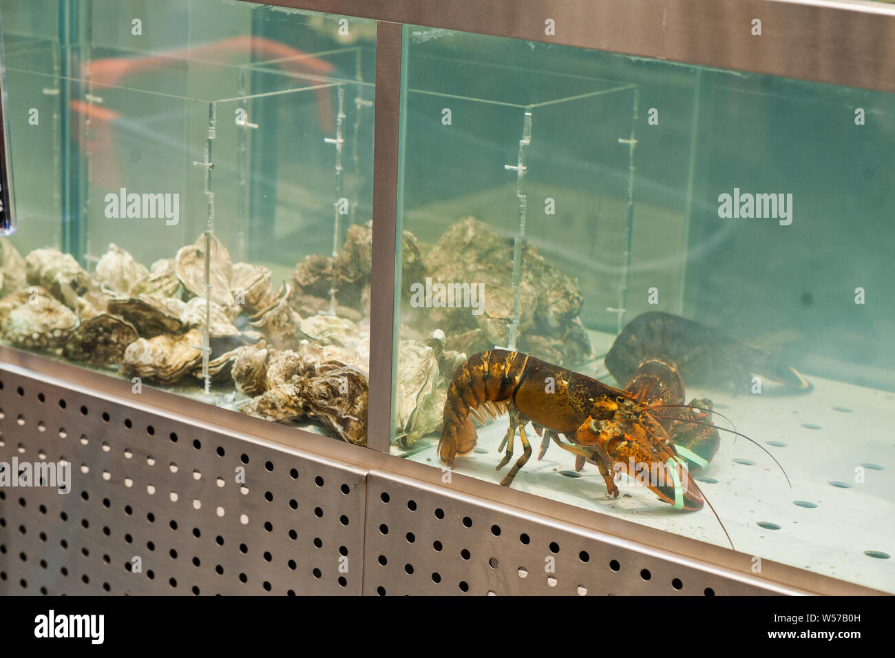 Oyster shell with lobster for sale at aquarium on supermarket Stock ...