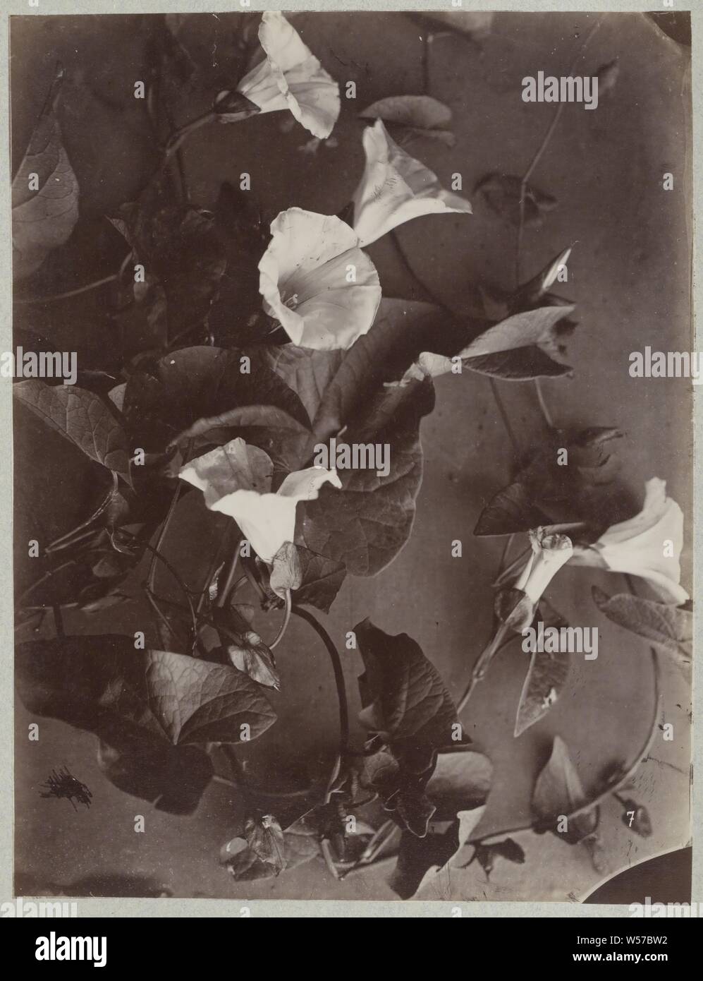 Flower study, Part of Collection binder with photos of flower studies ...