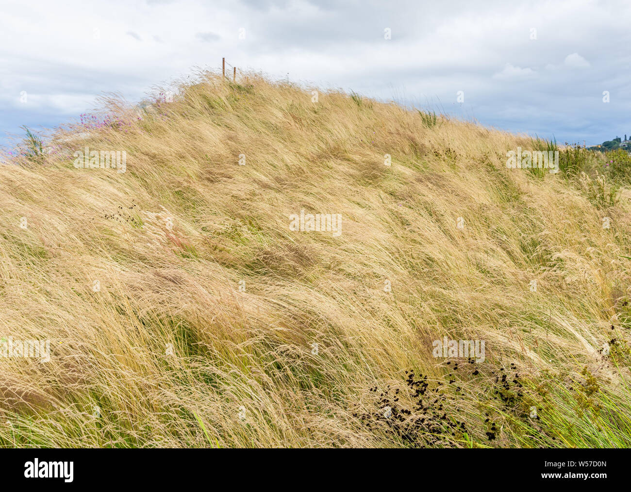 A view of prairie grass at Dune Peninsula Park in Tacoma, Washington ...