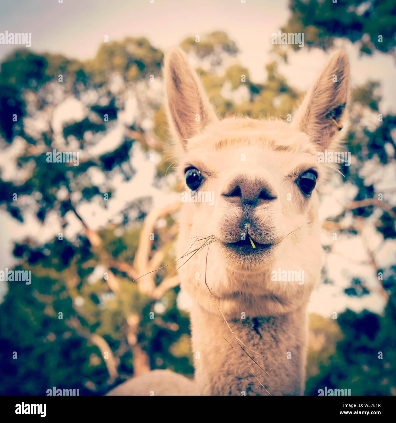 llama filter