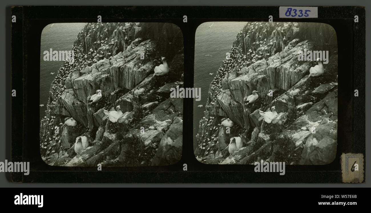 Colony of breeding sea birds on a rocky coast, water birds (brooding ...