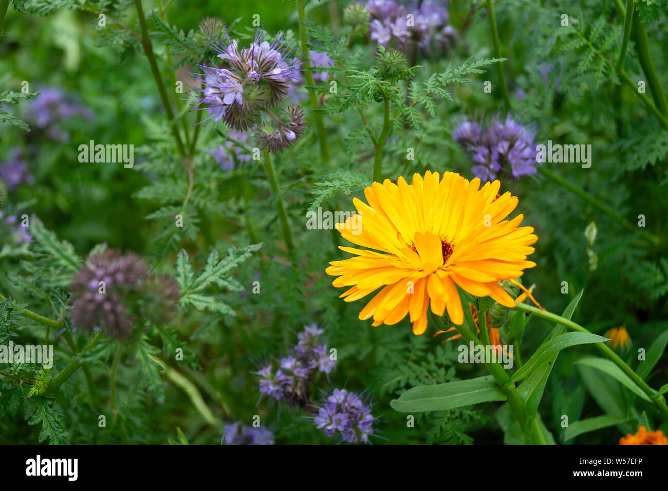 Calendula plant hi-res stock photography and images - Alamy