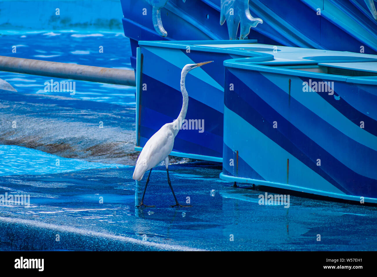 Seaworld orlando aquarium hi-res stock photography and images - Alamy