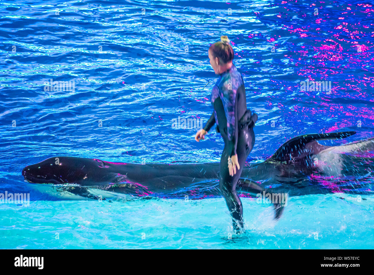 Orlando, Florida. July 15, 2019. Woman coach playing with killer whale ...