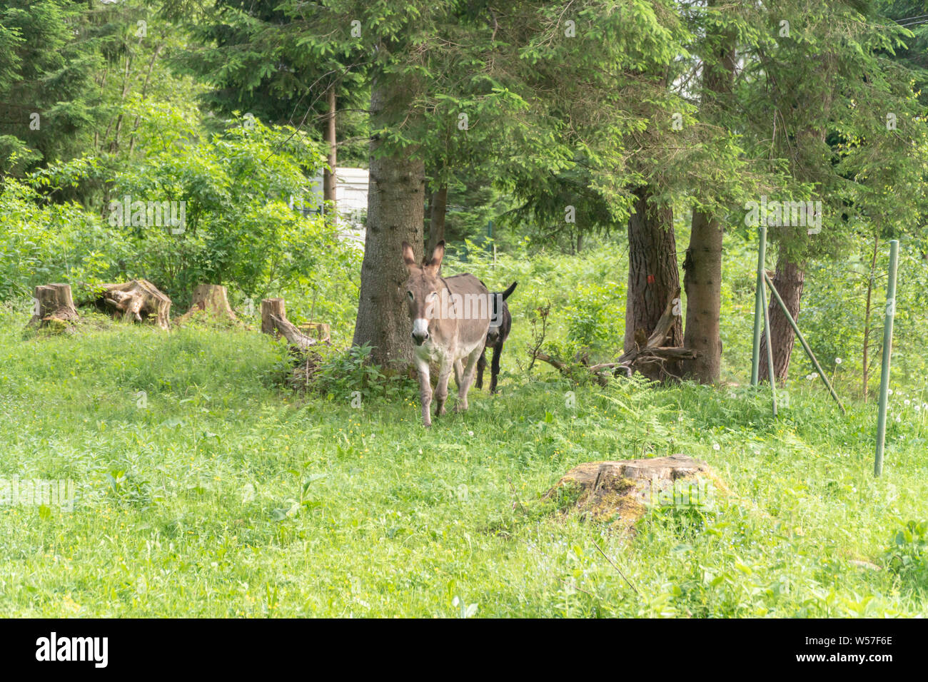 photo of two donkeys playing with eachother on a farm Stock Photo - Alamy