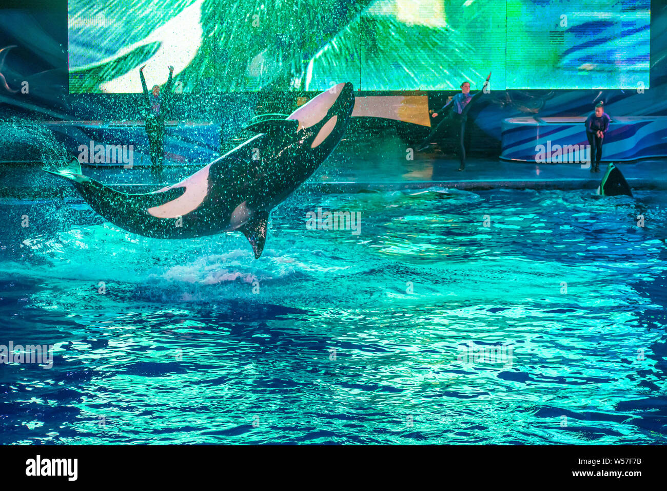 Orlando, Florida July 15, 2019. Killer whale jumping in Electric Ocean ...