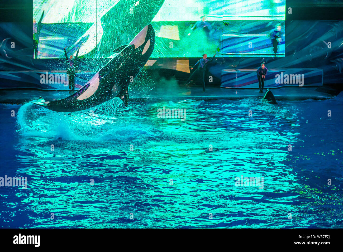 Orlando, Florida July 15, 2019. Killer whale jumping in Electric Ocean ...