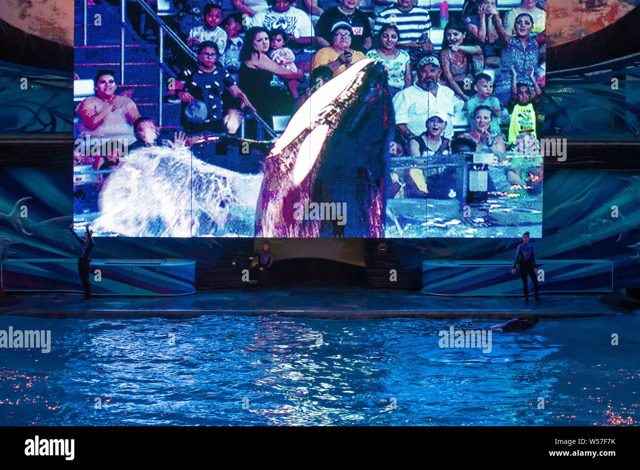 Orlando, Florida July 15, 2019. Killer whale on big screen in Electric ...