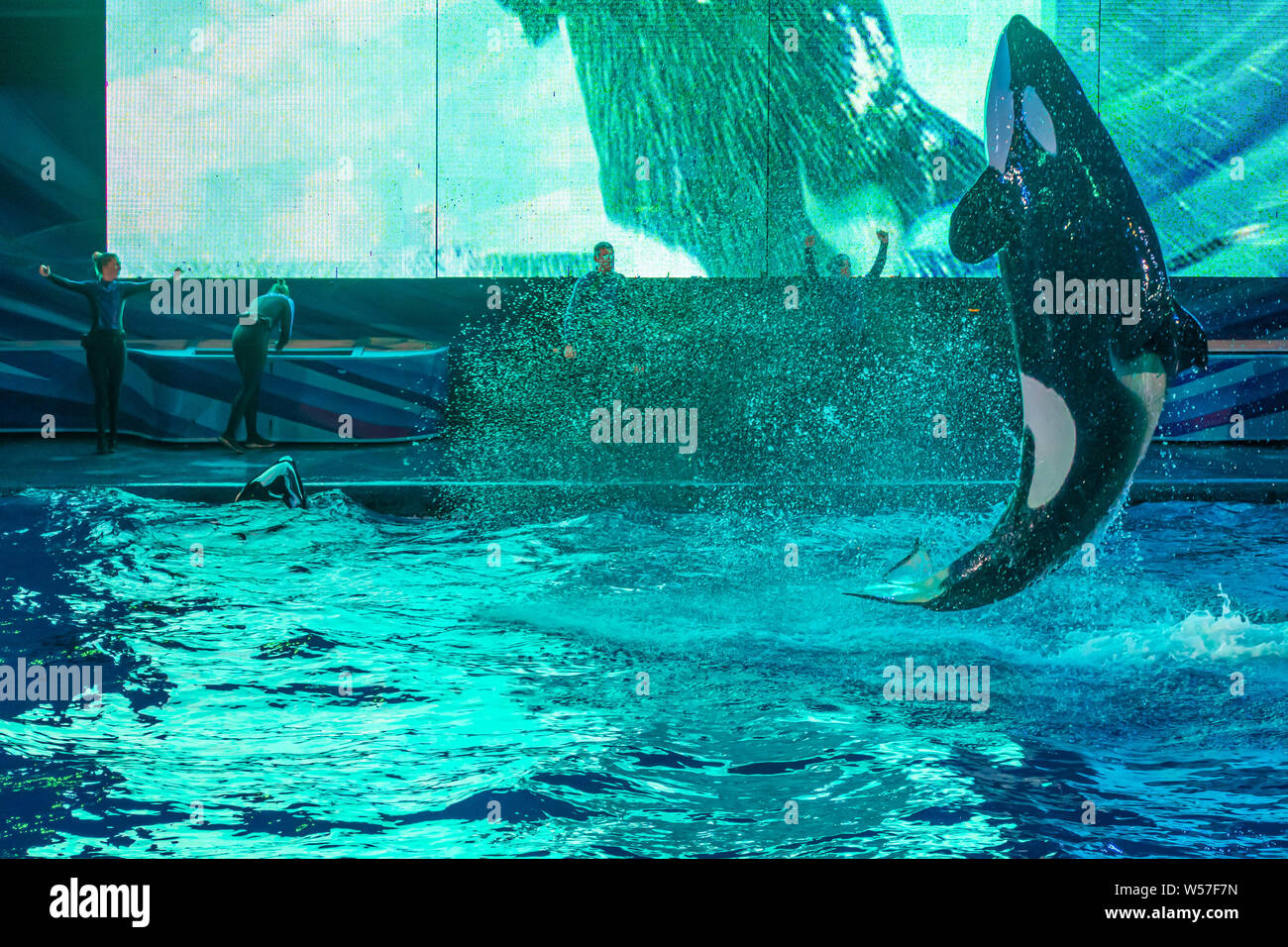 Orlando, Florida July 15, 2019. Killer whale jumping in Electric Ocean ...