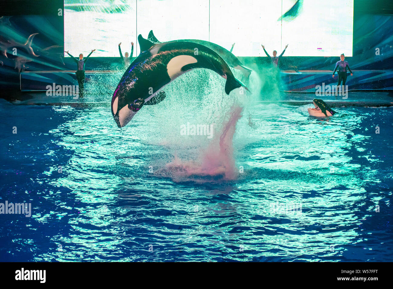 Orlando, Florida July 15, 2019. Killer whale jumping in Electric Ocean ...
