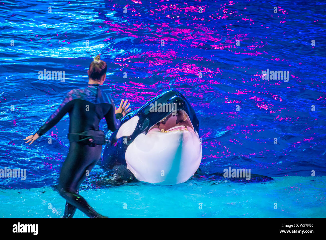 Orlando, Florida. July 15, 2019. Woman coach playing with killer whale ...