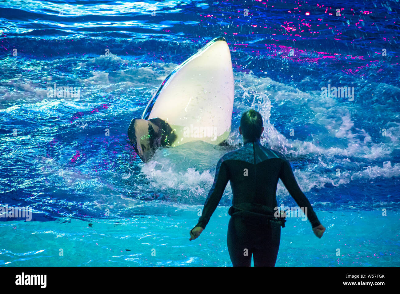 Orlando, Florida. July 15, 2019. Woman coach playing with killer whale ...