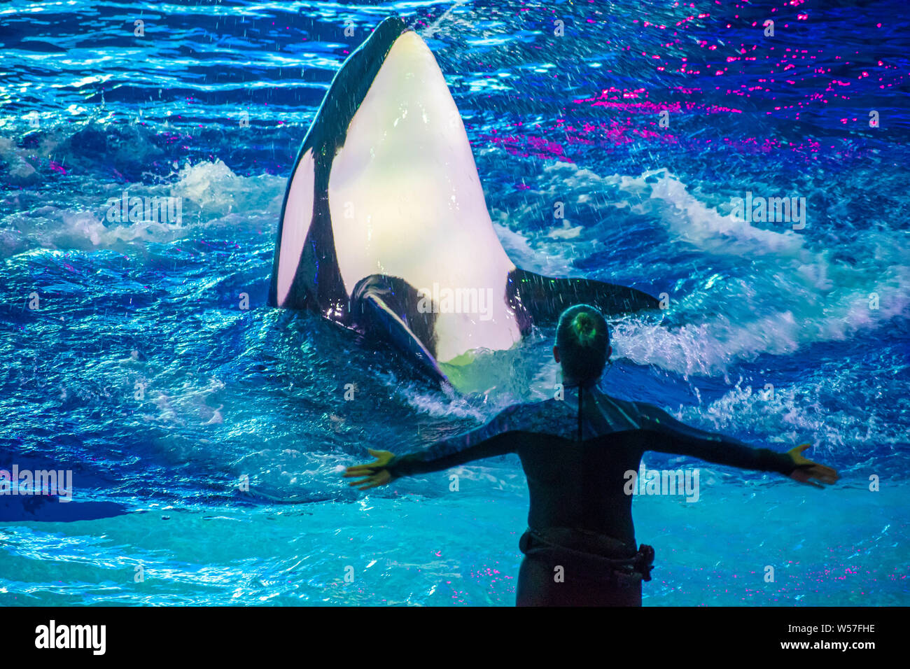 Orlando, Florida. July 15, 2019. Woman coach playing with killer whale ...