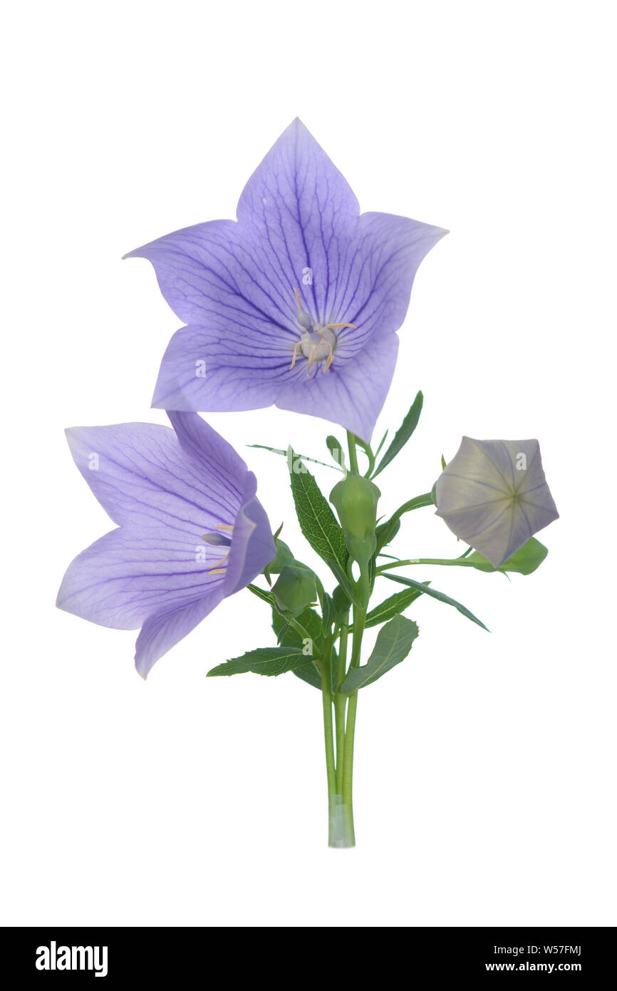 Blue platycodon grandiflorus balloon Cut Out Stock Images & Pictures ...