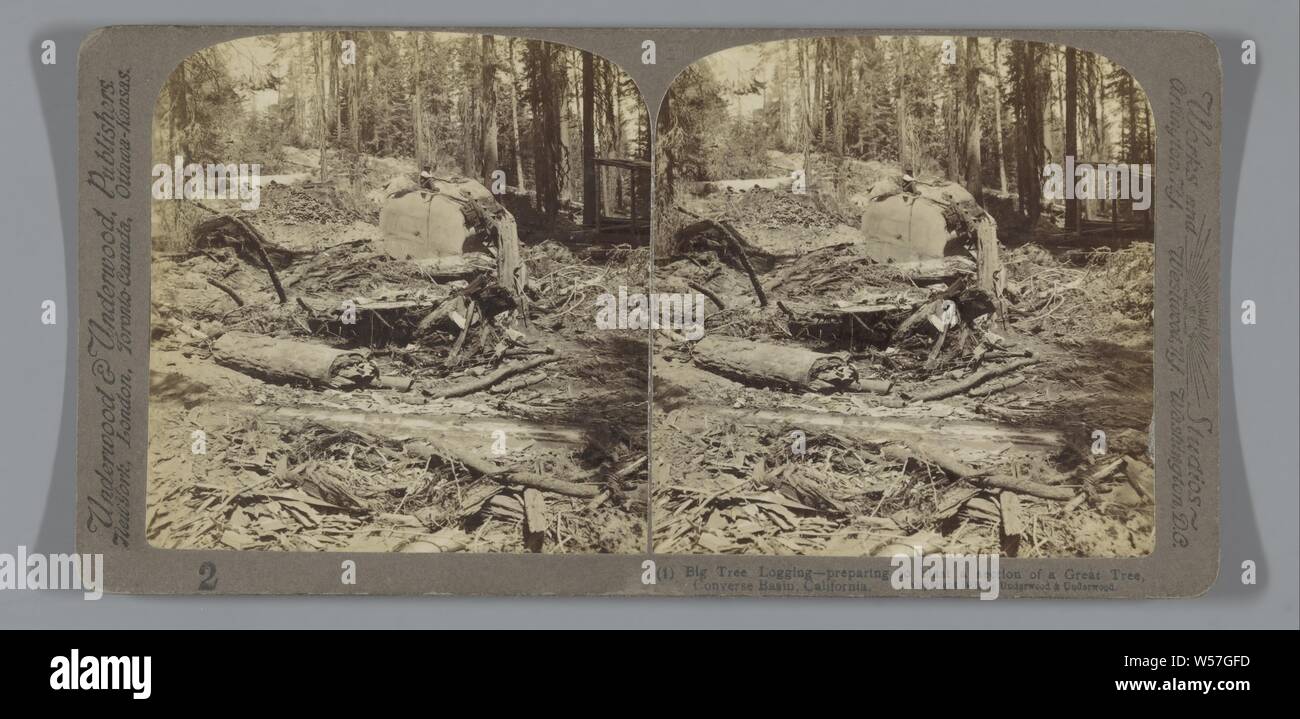 Big Tree Logging-preparing to blast a section of a Great Tree, Converse ...