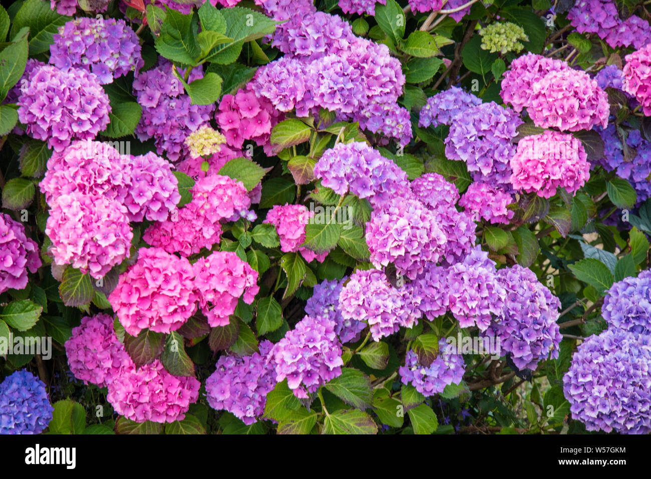 Hydrangea gardens hi-res stock photography and images - Alamy