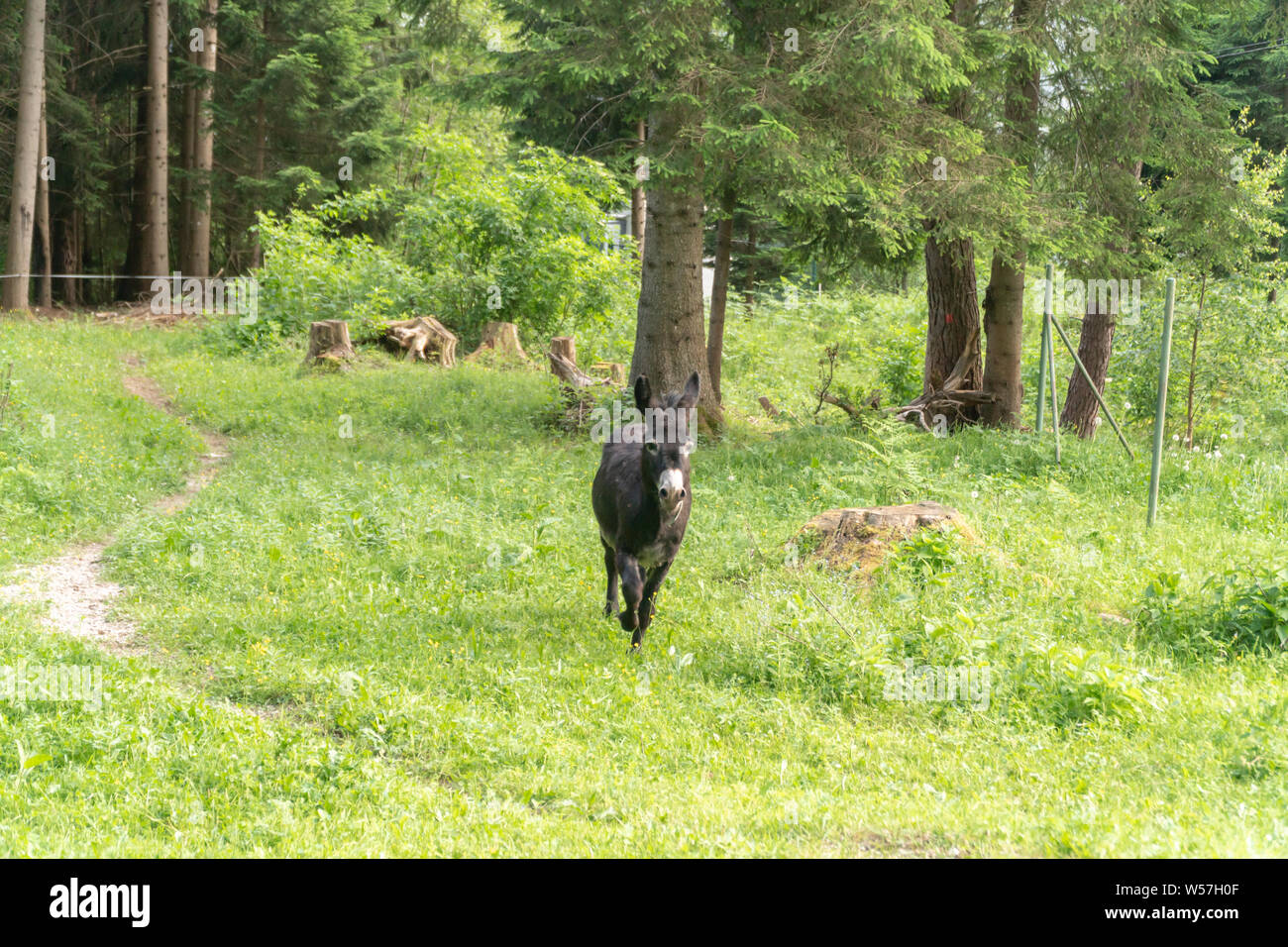 photo of two donkeys playing with eachother on a farm Stock Photo - Alamy
