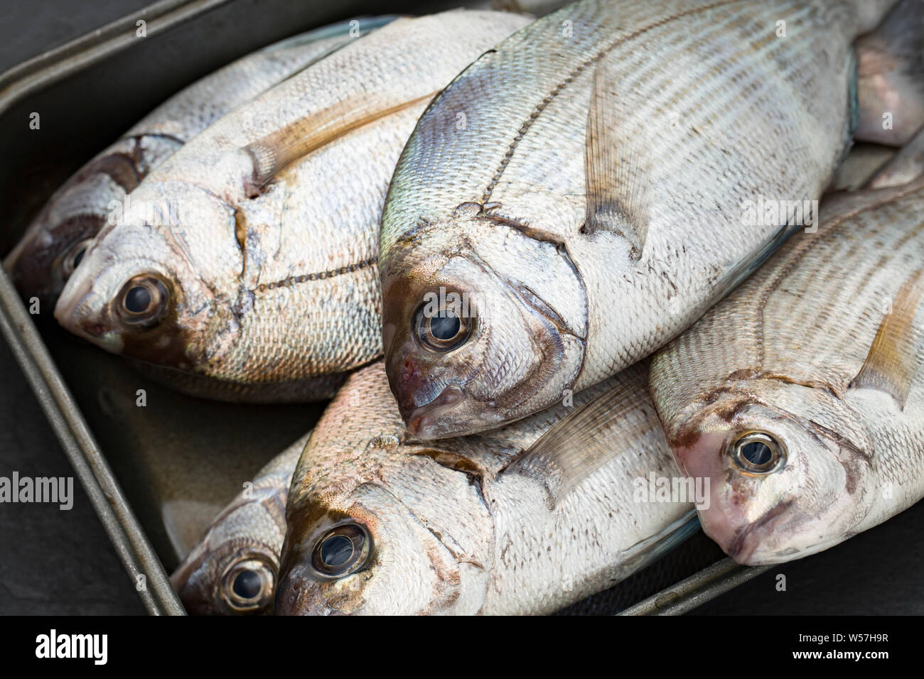 Black bream united kingdom hi-res stock photography and images - Alamy