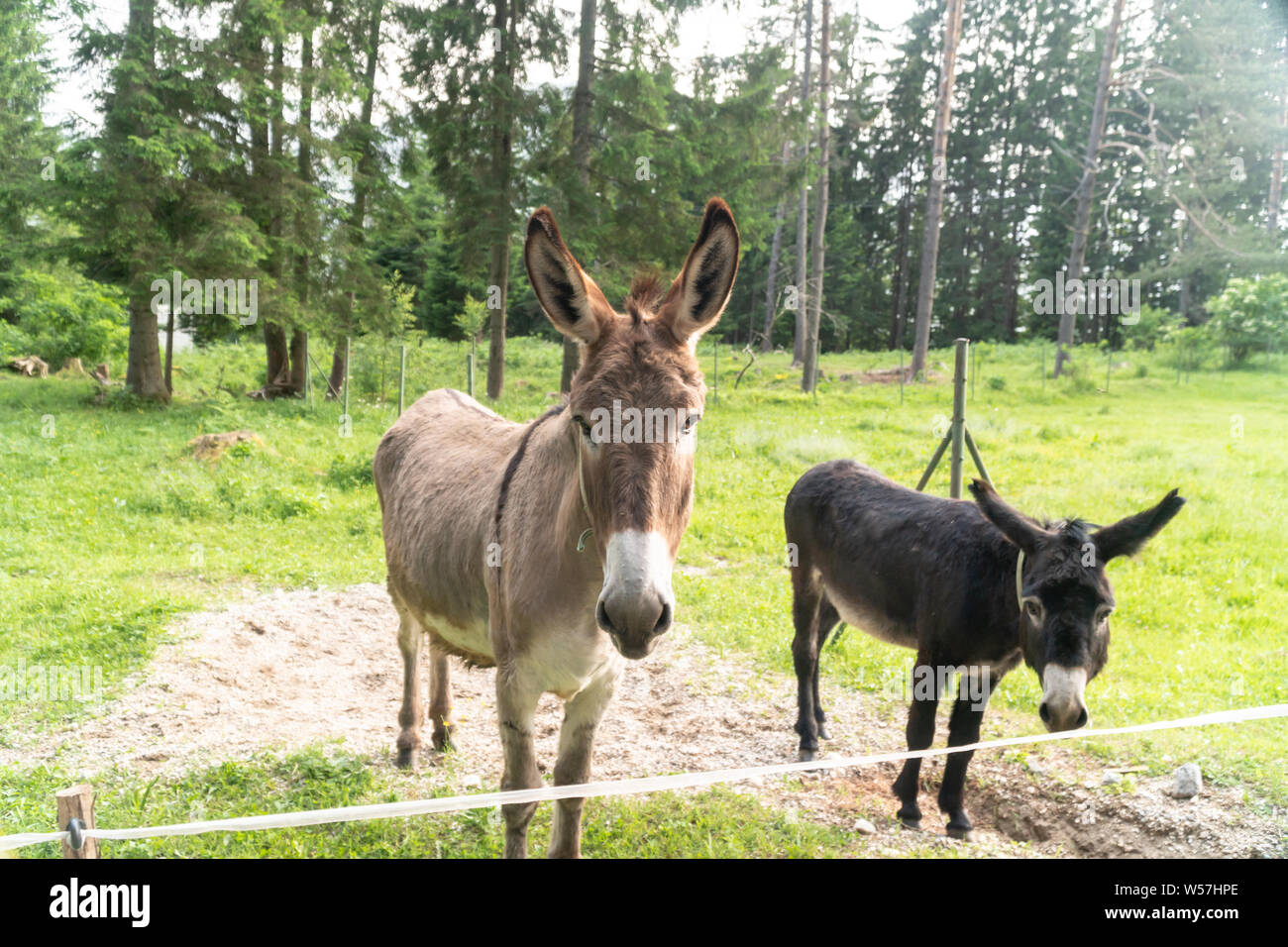 Two donkey portrait hi-res stock photography and images - Alamy
